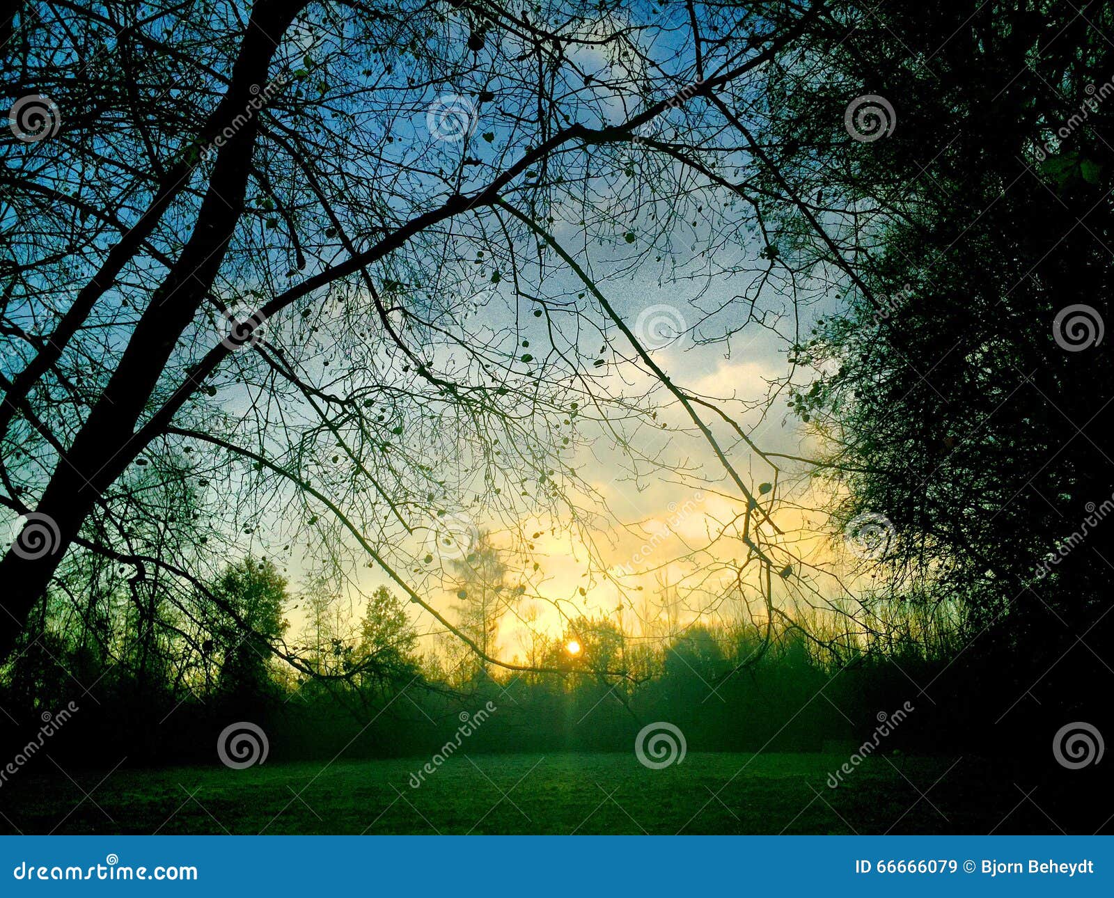 Beautifull Sunset Over a Forest Stock Image - Image of beauty, grass ...