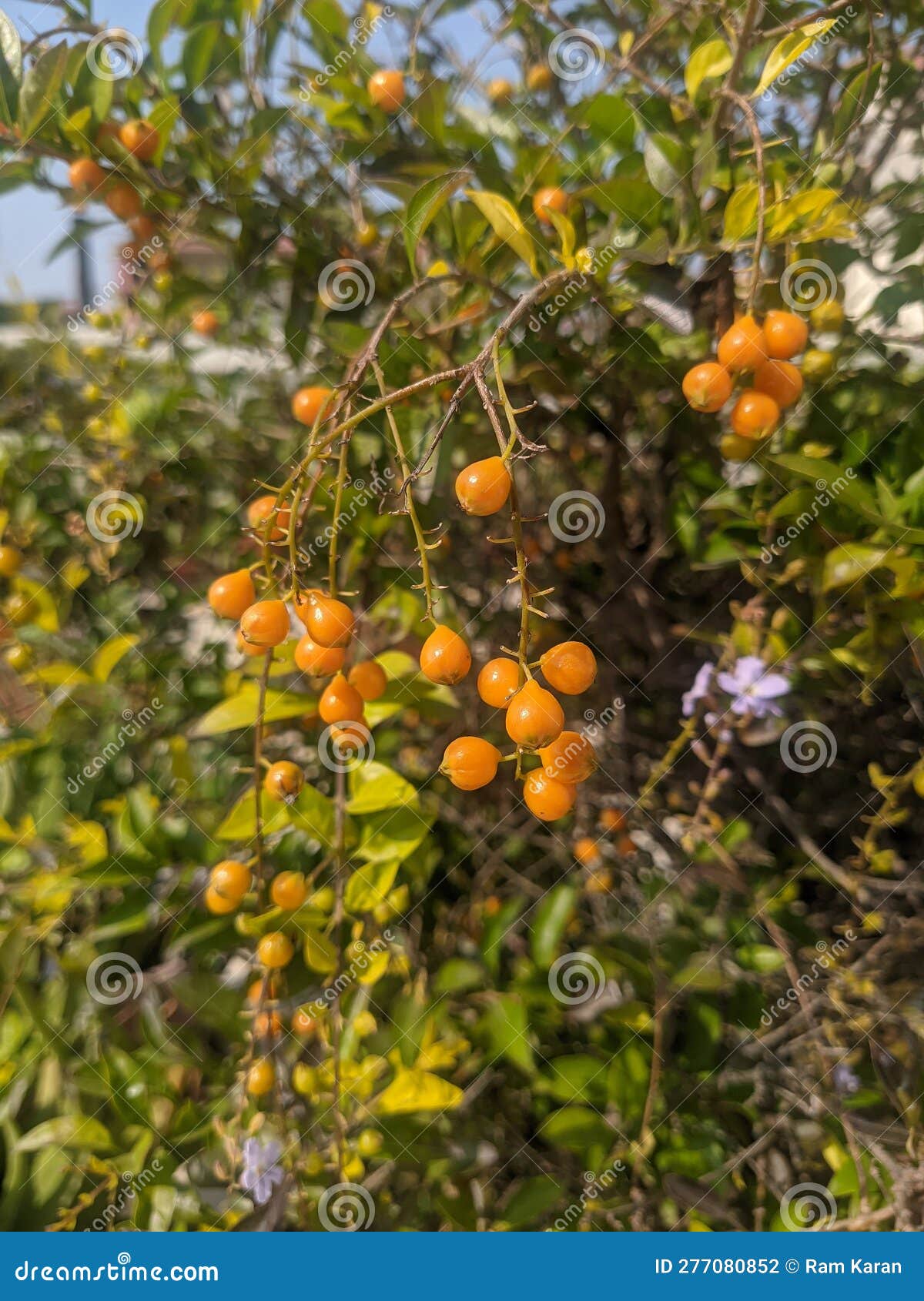 Duranta Hangging Stock Photos - Free & Royalty-Free Stock Photos from ...