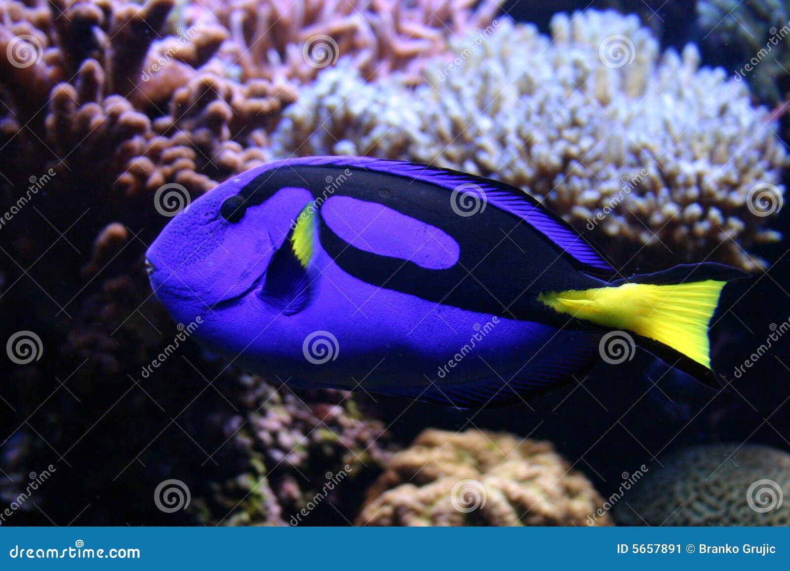 Beautifull tropical fish stock image. Image of fishtank - 5657891