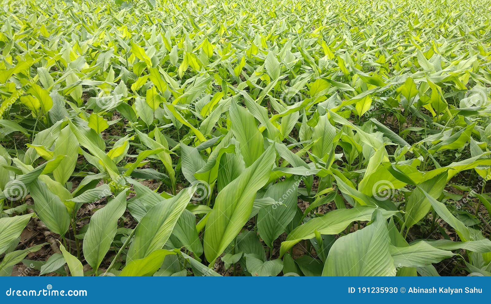 Beautifull Turmeric Plant stock photo. Image of grass - 191235930