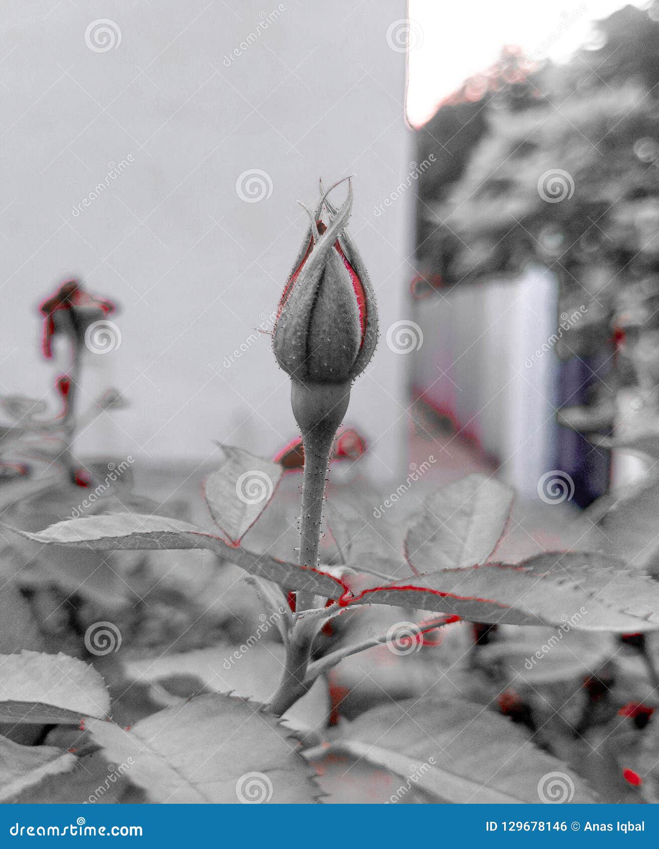 Beautiful Bud stock photo. Image of garden, rose, background - 129678146