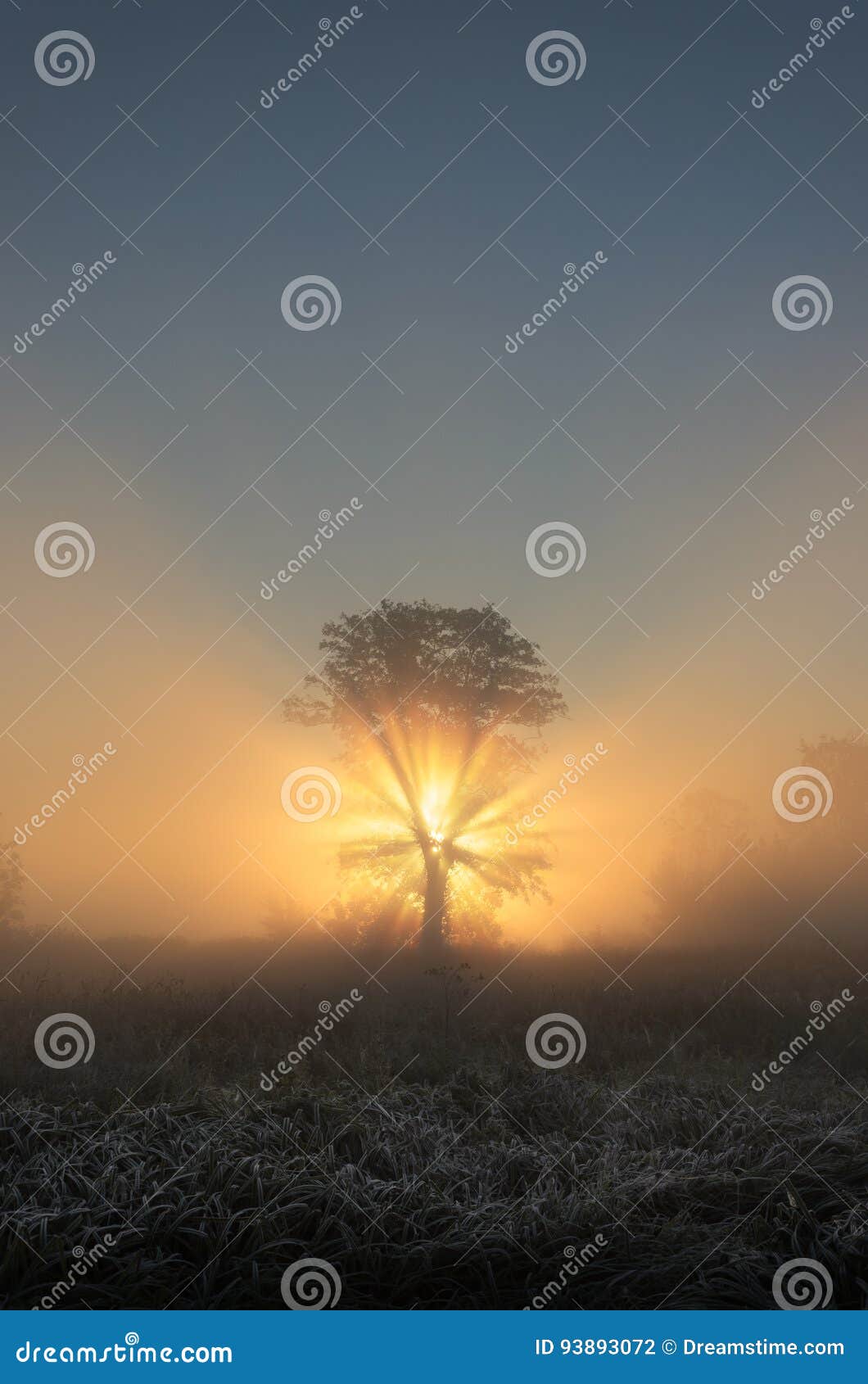 Beautifully Backlit Tree in Foggy Scenery in the Morning. Stock Photo ...