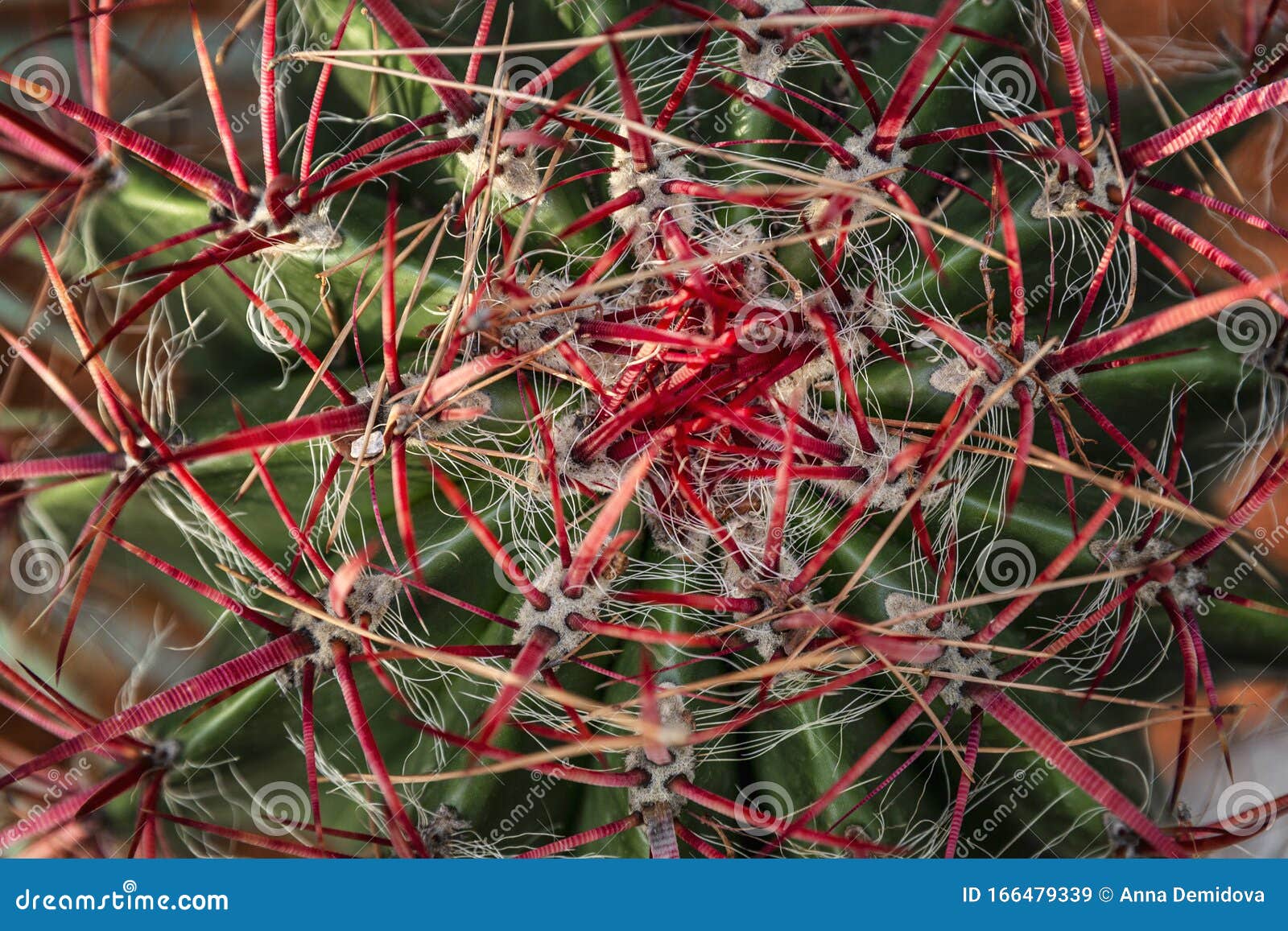 Beautifully Blooming Cactus. Close-up. View from Above Stock Image ...