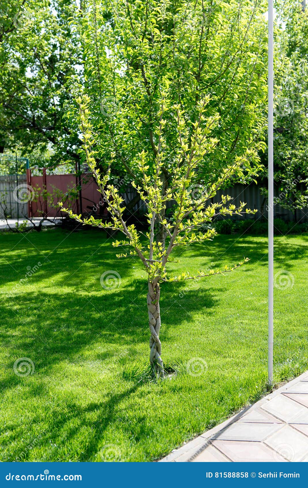 Beautifully Braided Trunk of a Young Tree in the Yard in the Spring ...