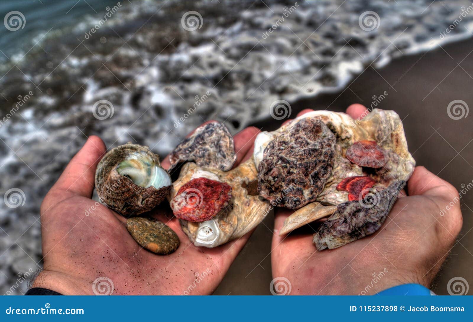 Beautifully Colored Shells from the North Sea of Japan Stock Photo ...