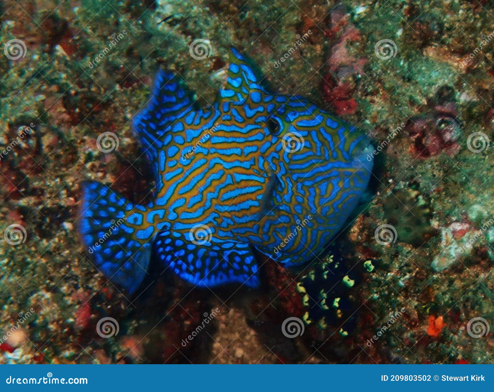 Beautifully Coloured Trigger Fish Stock Photo - Image of deep, yellow ...