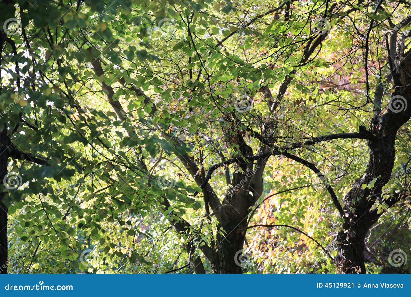 Beautifully Curved Trunk of the Tree and Green Leaves Stock Image ...