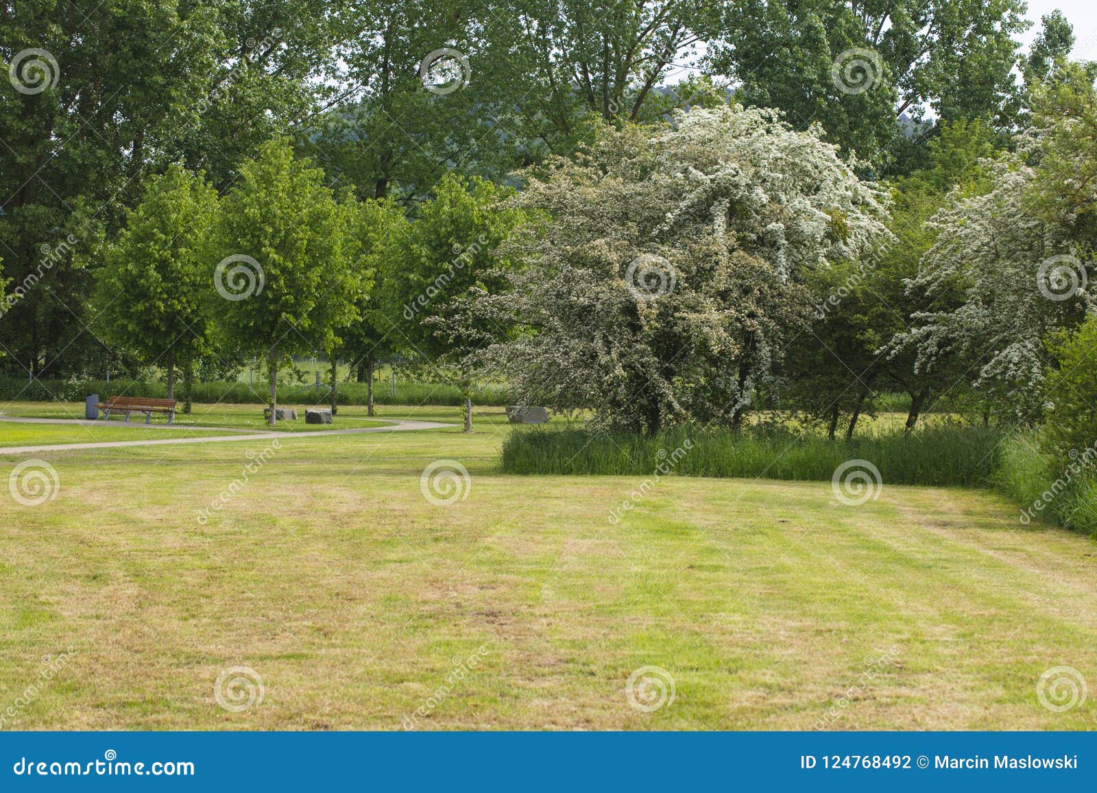 Beautifully Cut Grass in the Park Stock Photo - Image of open, lawn ...
