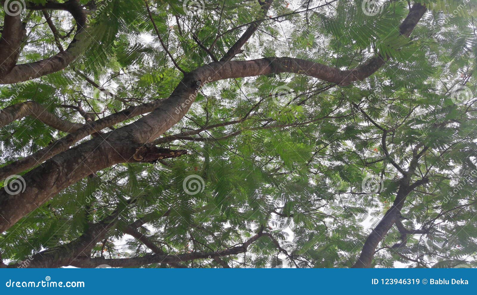 Krishnasura Stock Photos - Free & Royalty-Free Stock Photos from Dreamstime