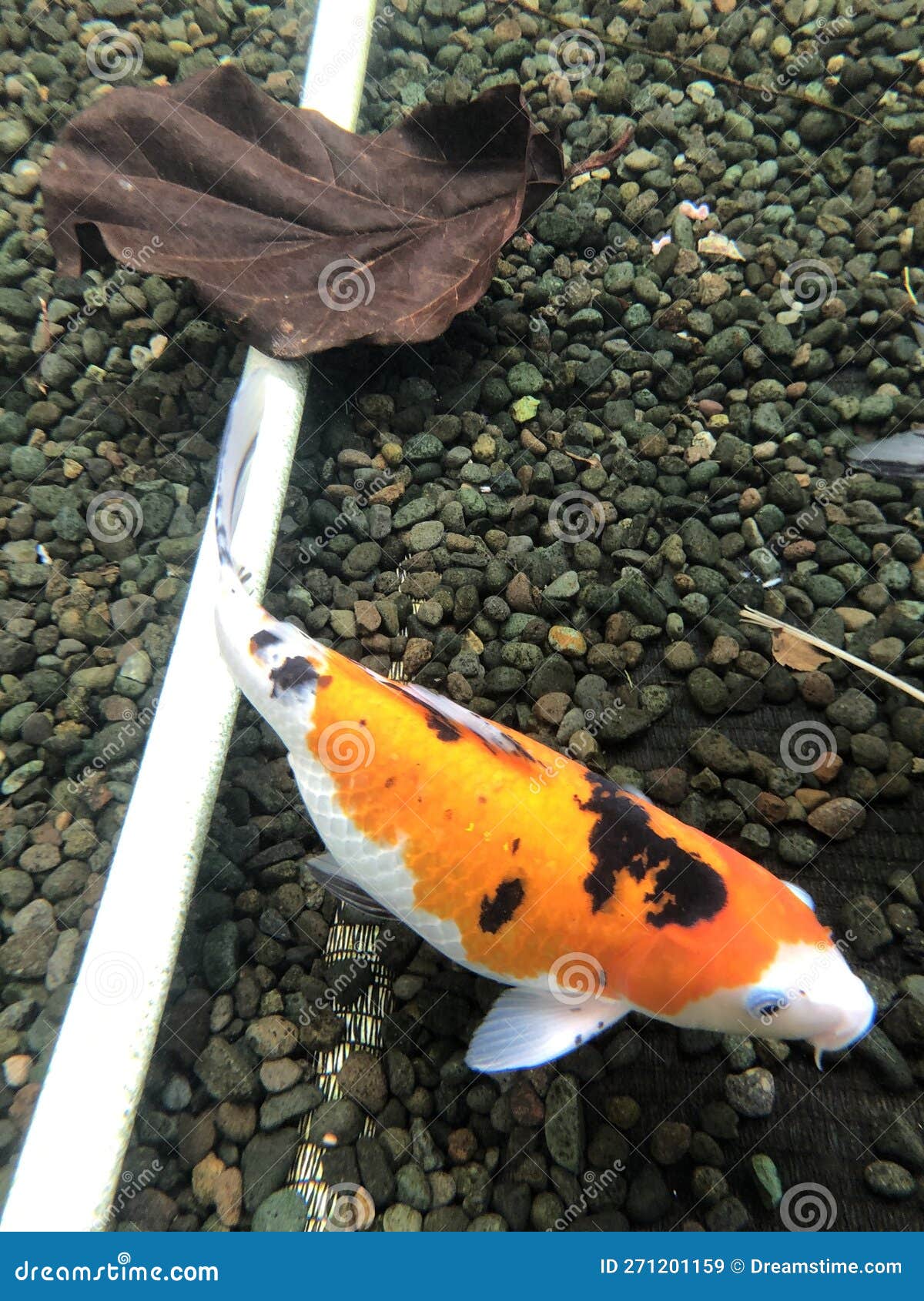 Koi stock image. Image of colors, fish, beautifully - 271201159