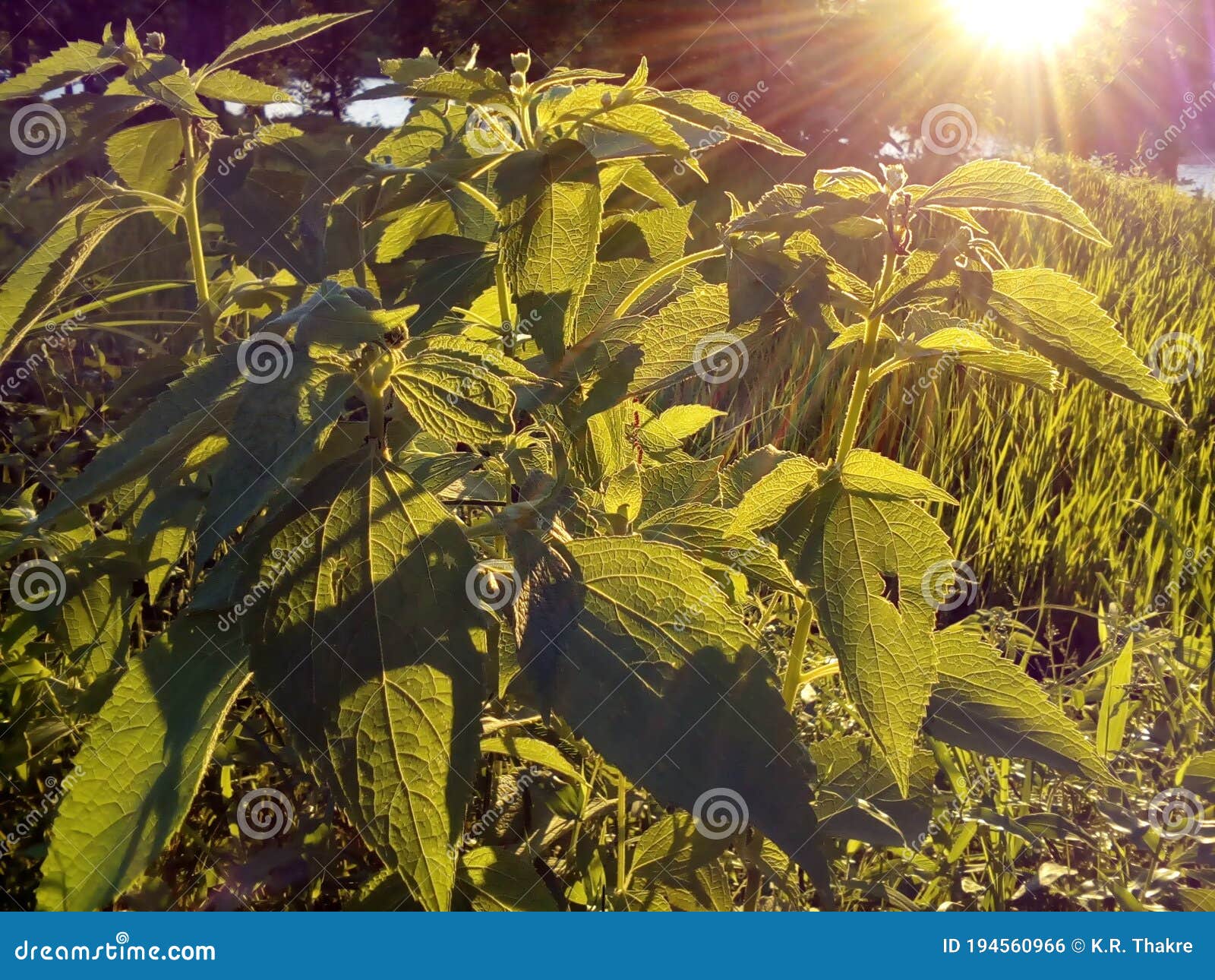 Beautifully Illuminated Plants Due To Exposure To Sunlight / Rays Stock ...