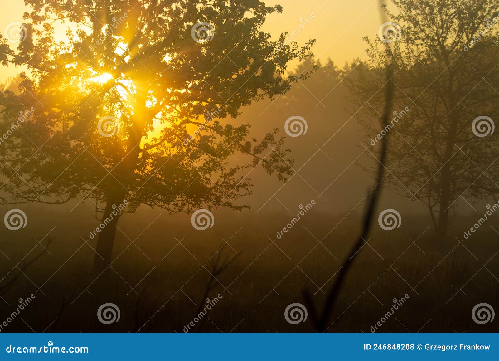 A Beautifully Lit Hazy Tree in a Meadow Stock Photo - Image of nature ...