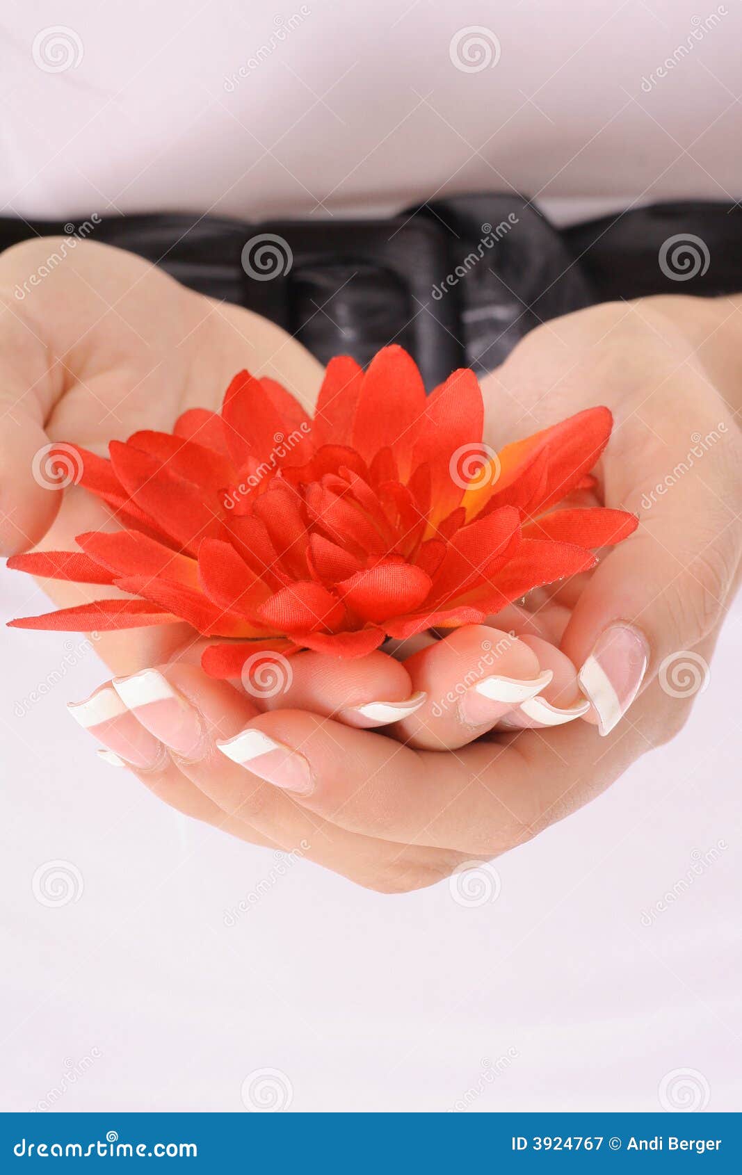 Beautifully Manicured Hands Holding a Flowers Vert Stock Image - Image ...