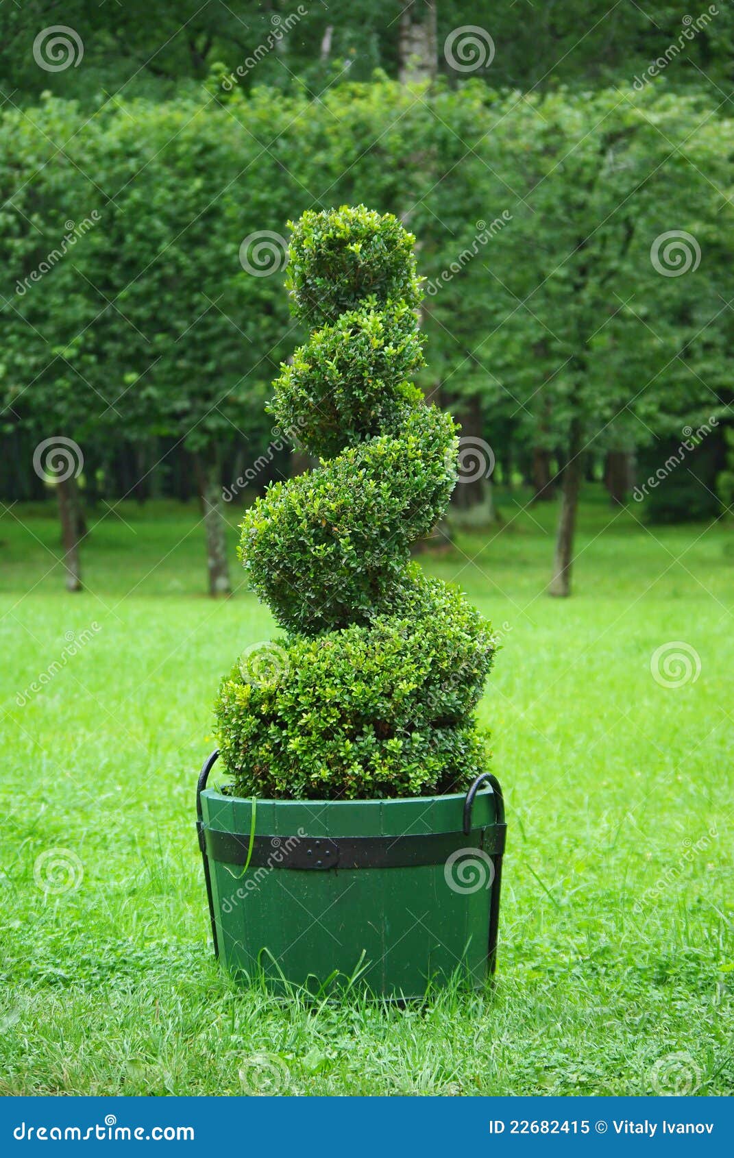 Beautifully Manicured Park Plant. Stock Image - Image of green, blossom ...