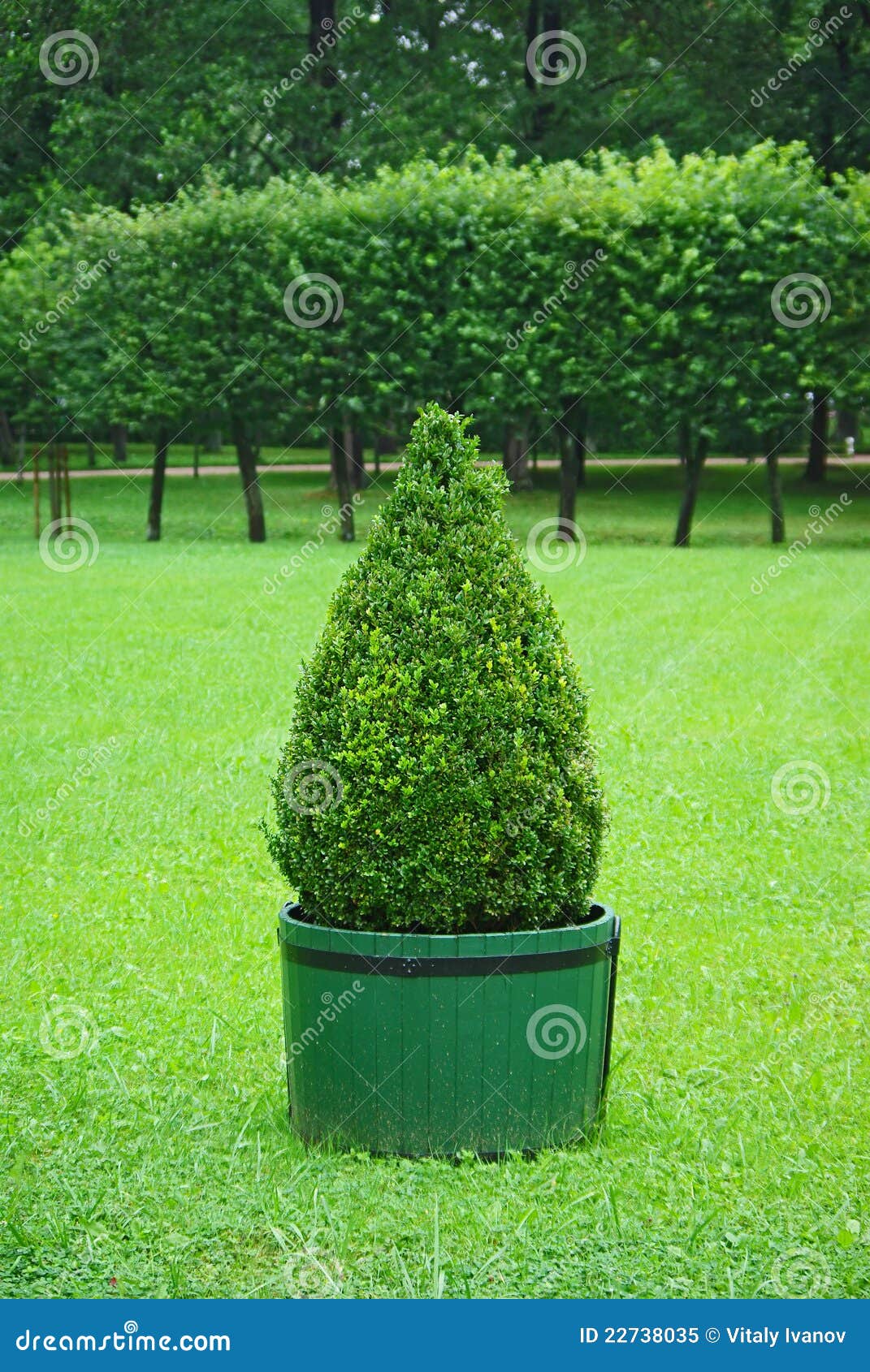 Beautifully Manicured Park Plant. Stock Image - Image of bloom ...