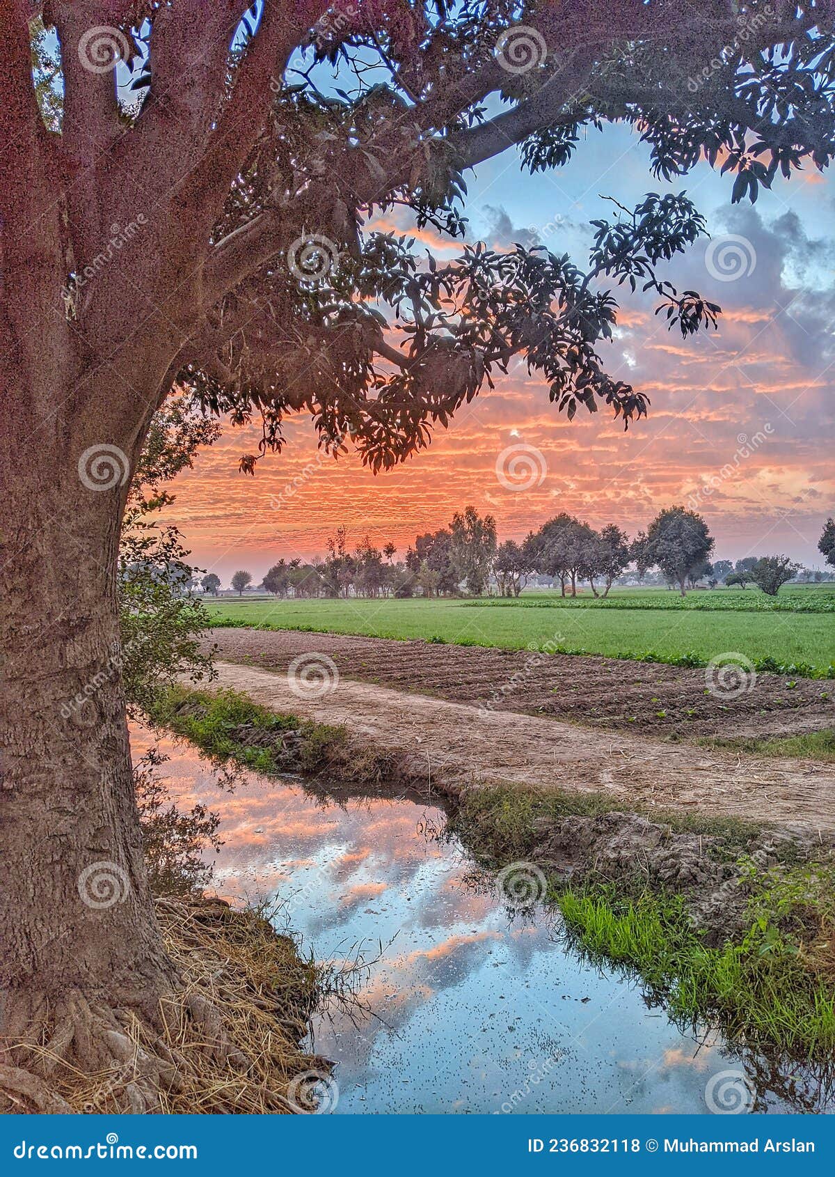 Beautifully natural seen stock photo. Image of soil - 236832118