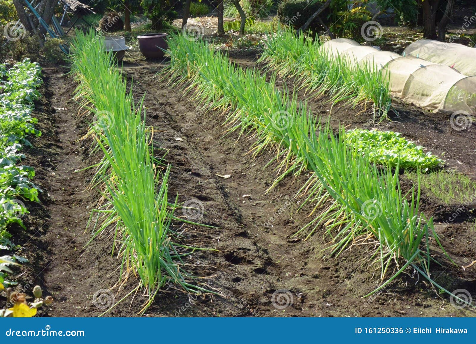 Beautifully Organized Leeks Field Pattern Stock Photo - Image of lined ...