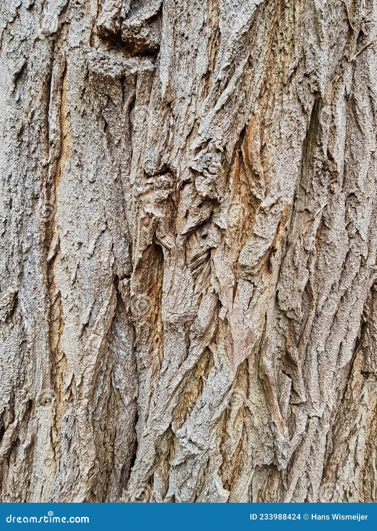 Beautifully Patterned Bark of an Old Oak Tree Stock Photo - Image of ...