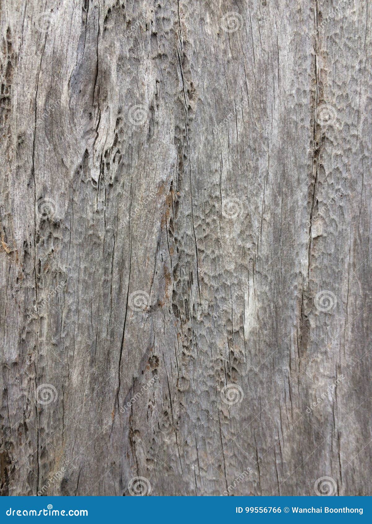 Wood texture stock photo. Image of patterned, tree, dead - 99556766