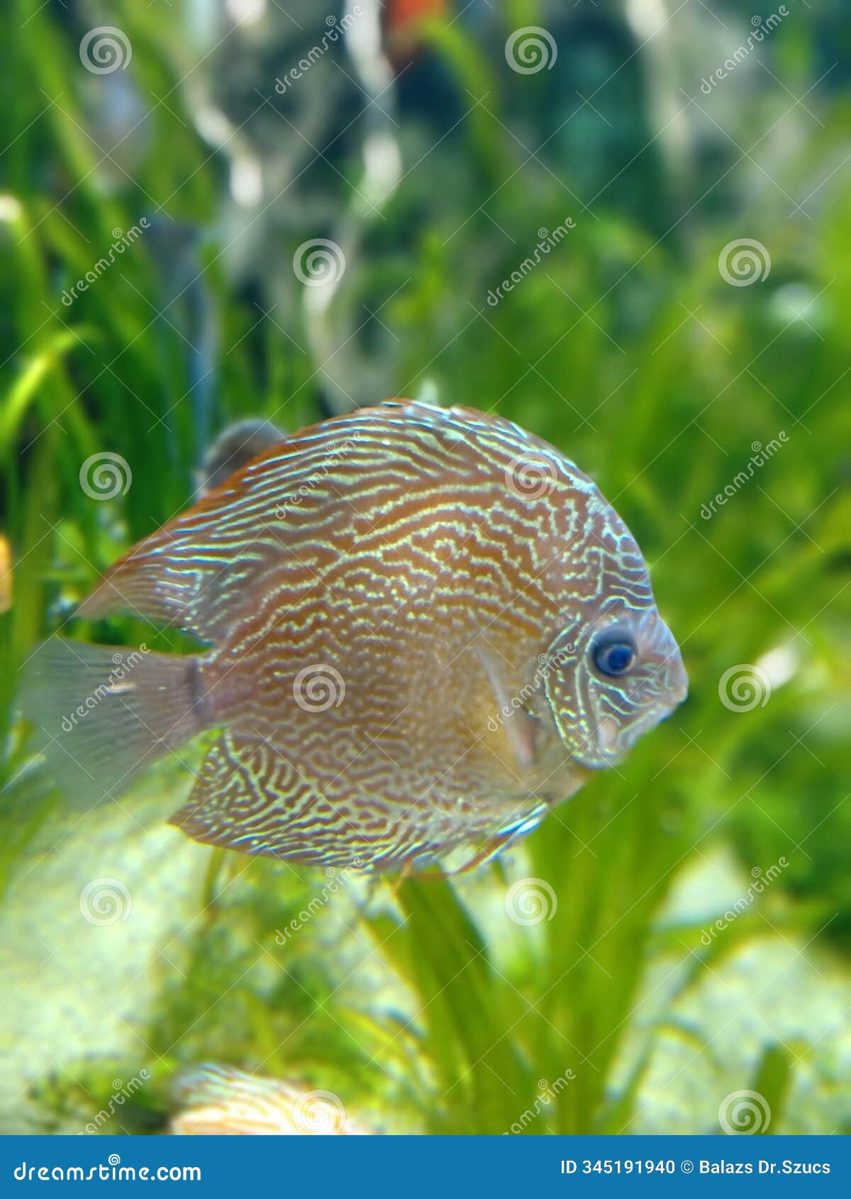 Colorful Freshwater Fish Swimming Gracefully in a Lush Aquatic ...