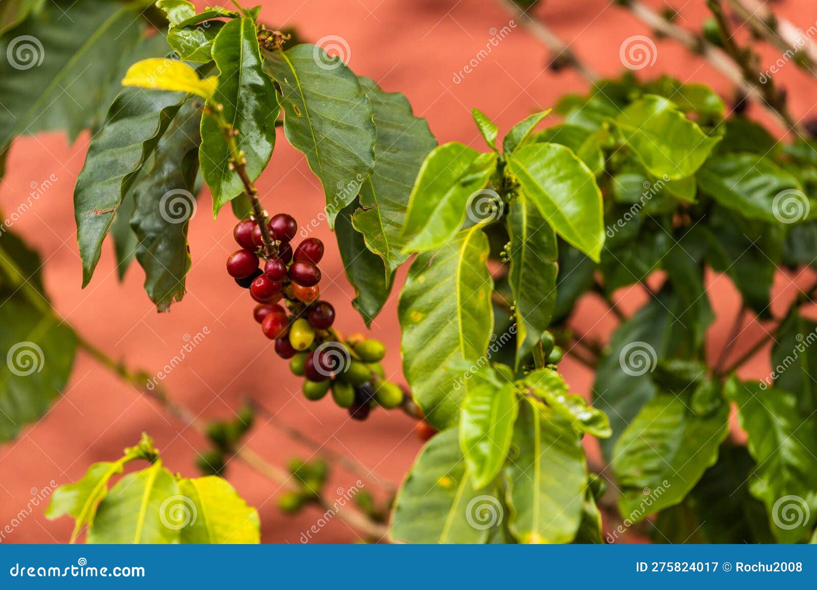 A Beautifully Ripening Coffee Bush Stock Image - Image of economy ...
