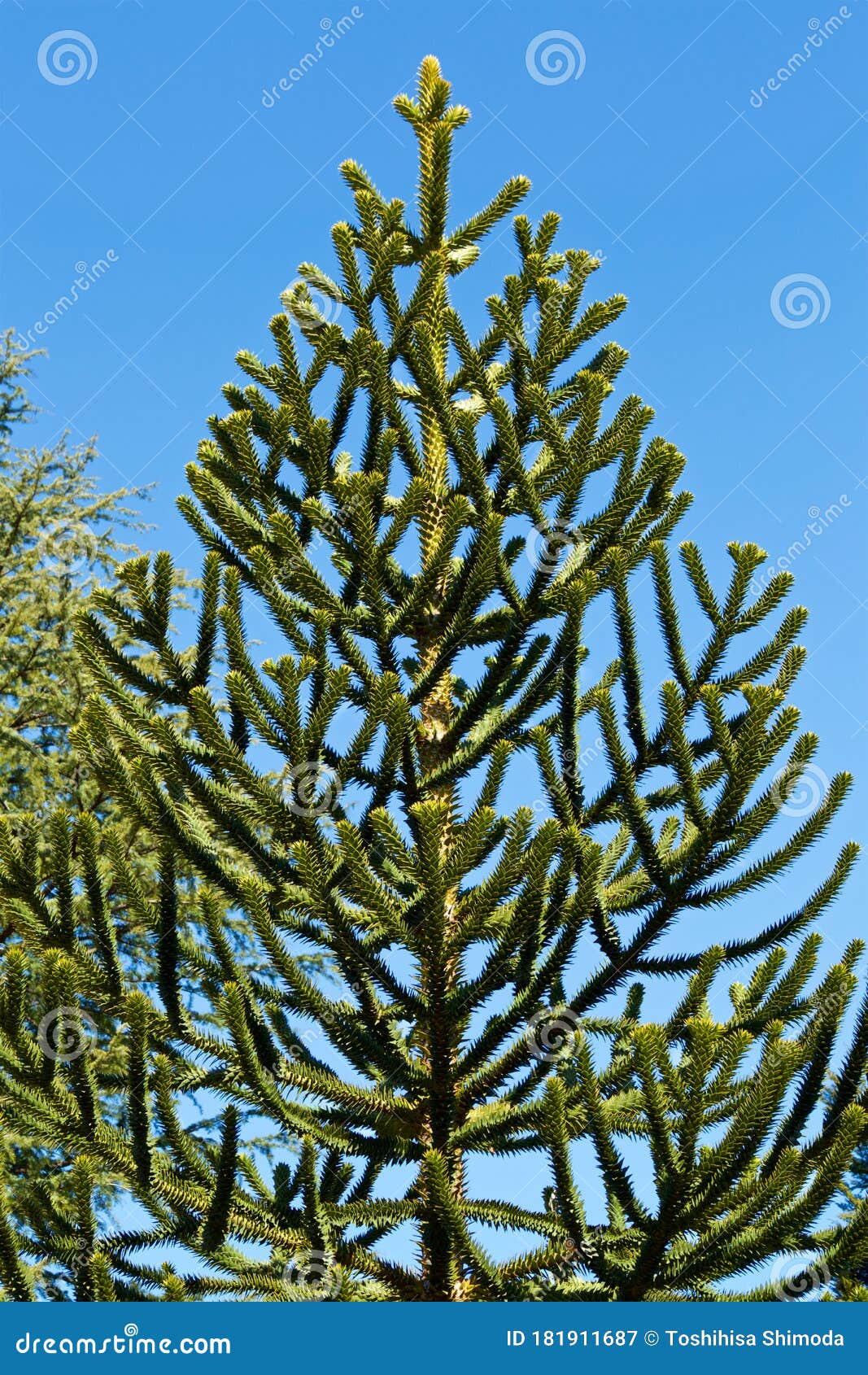 Beautifully Shaped Beautiful Monkey Puzzle Tree. Stock Image - Image of ...