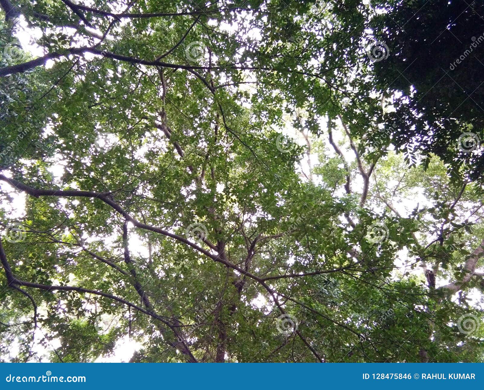 Tree Canopy stock photo. Image of coming, canopy, spreaded - 128475846