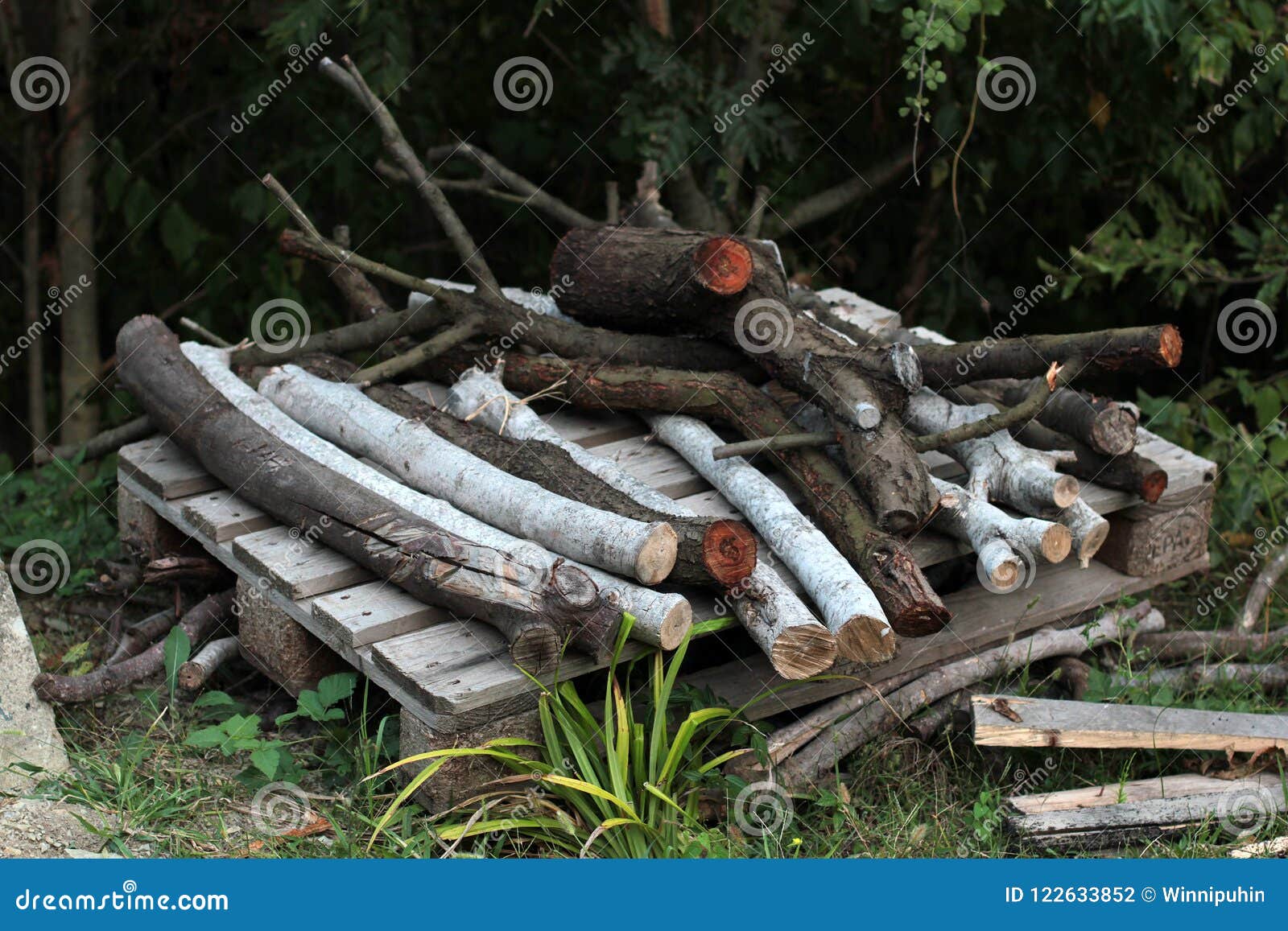 Beautifully Stacked Chopped Branches and Trunks Stock Photo - Image of ...