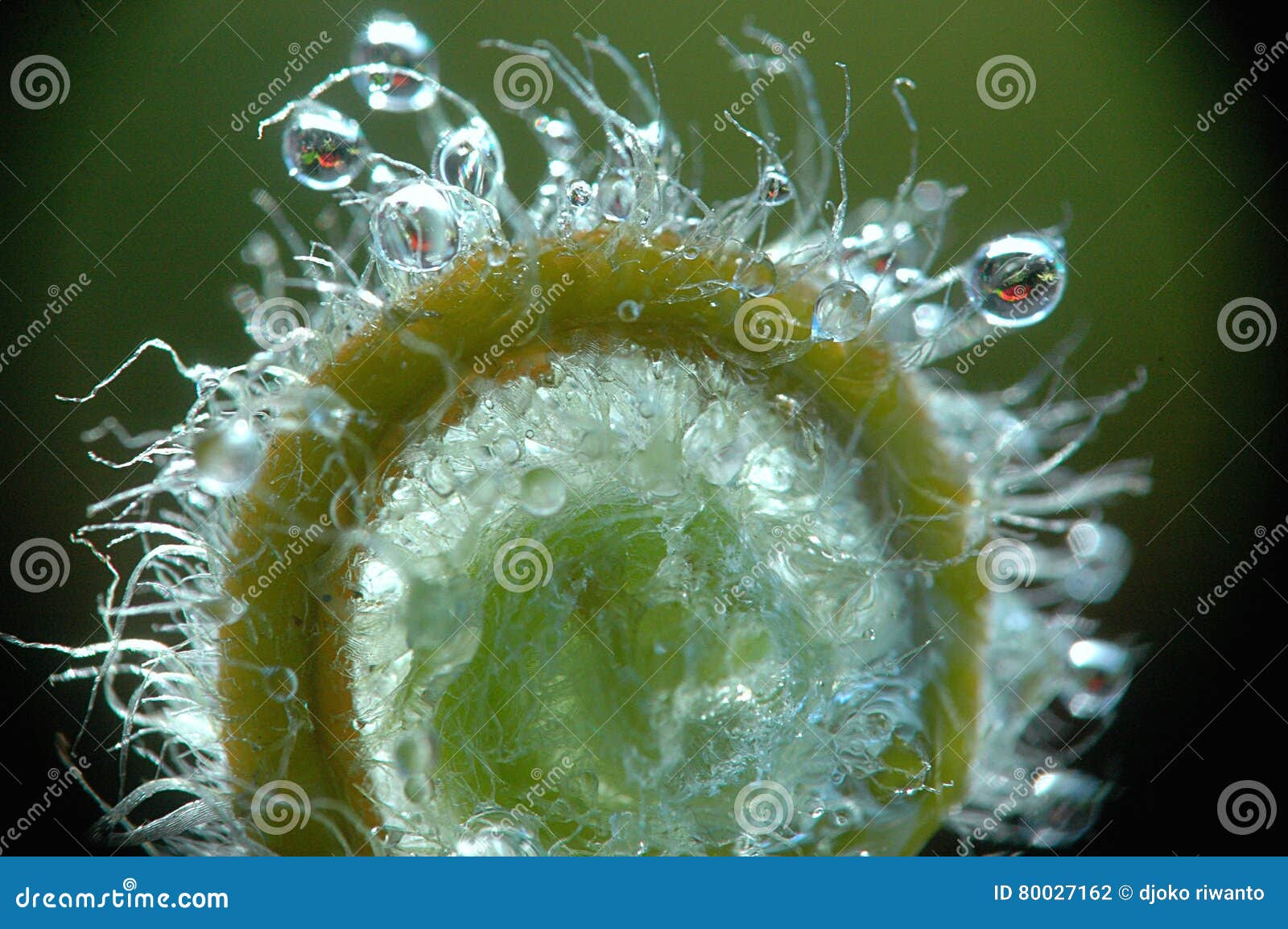 Beautifully tree macro stock photo. Image of tree, macro - 80027162