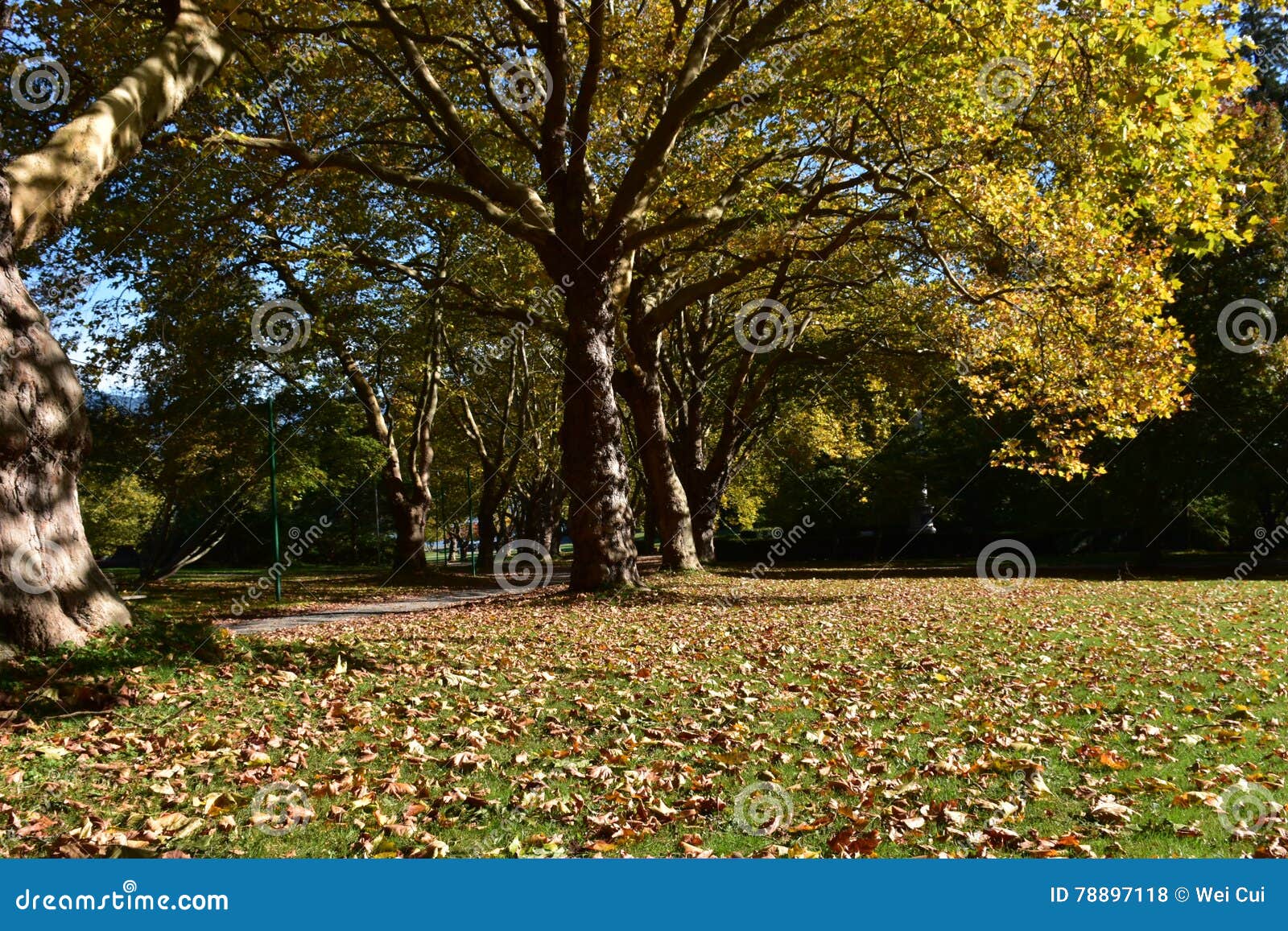Beautifully tree stock photo. Image of deciduous, branch - 78897118