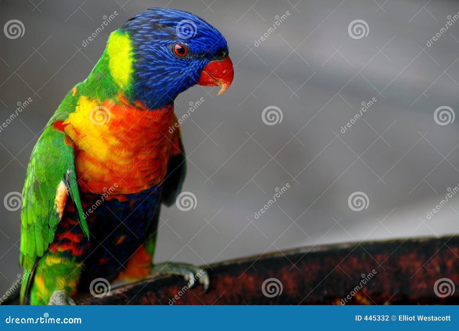 Beautifuly Gekleurde Vogel stock foto. Image of levendig - 445332