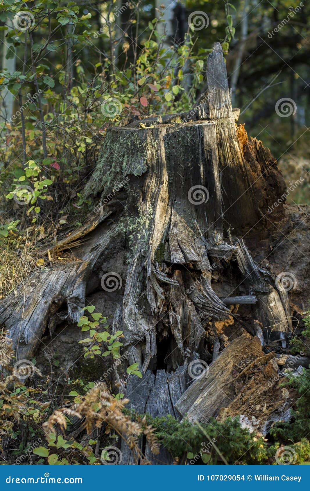 Beautify Overgrown Tree Stump in the Forest. Pixie Home Stock Photo ...