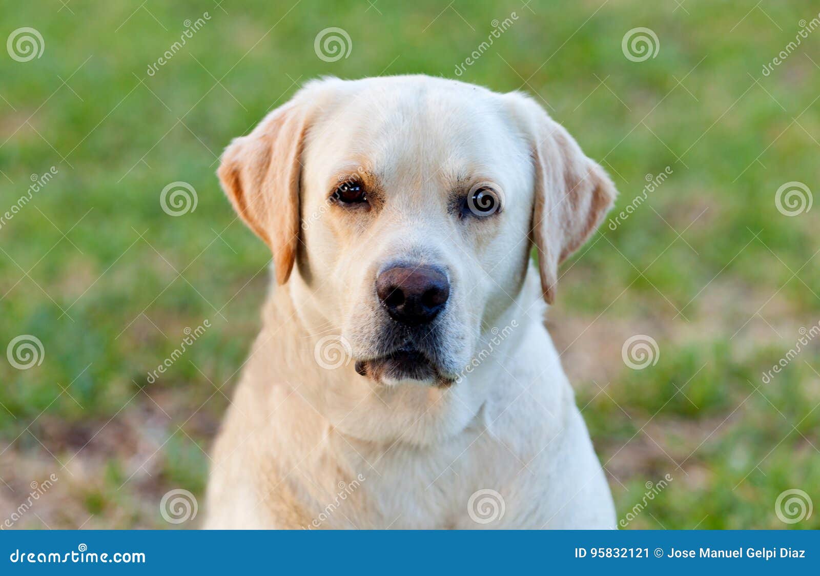 Sad Yellow Labrador Images - Download 837 Royalty Free Photos - Page 3