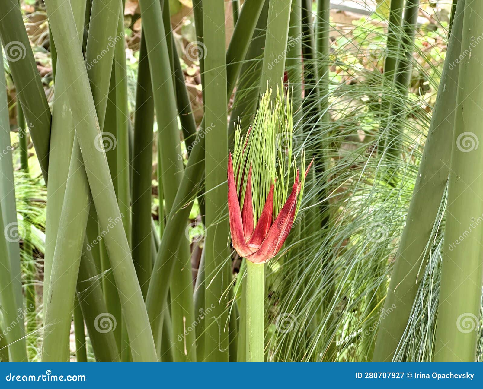 Young Papyrus Leaf (lat. Cyperus Papyrus Stock Image - Image of young ...