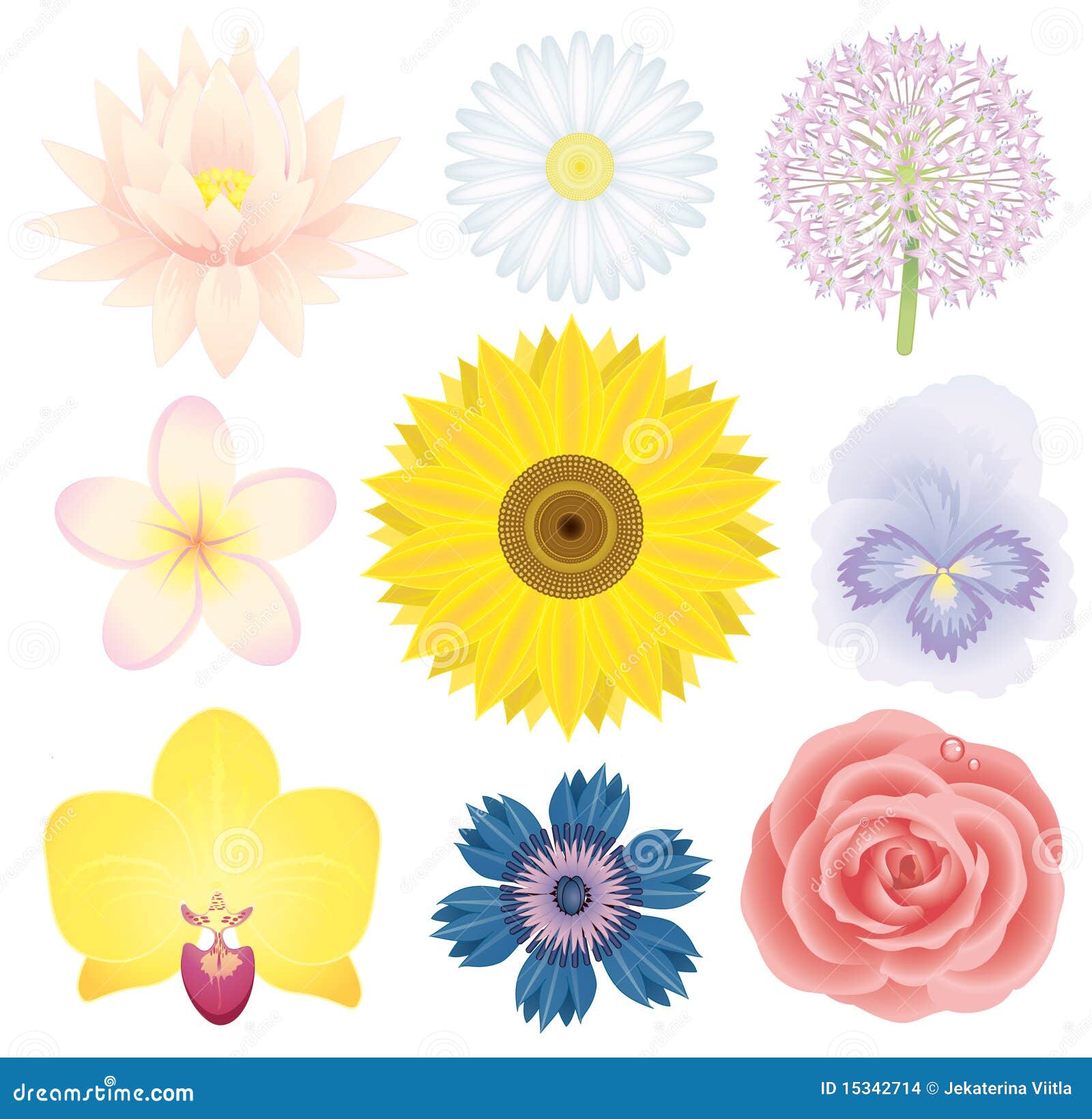 Beautilful Flower Collection Stock Vector - Illustration of design ...