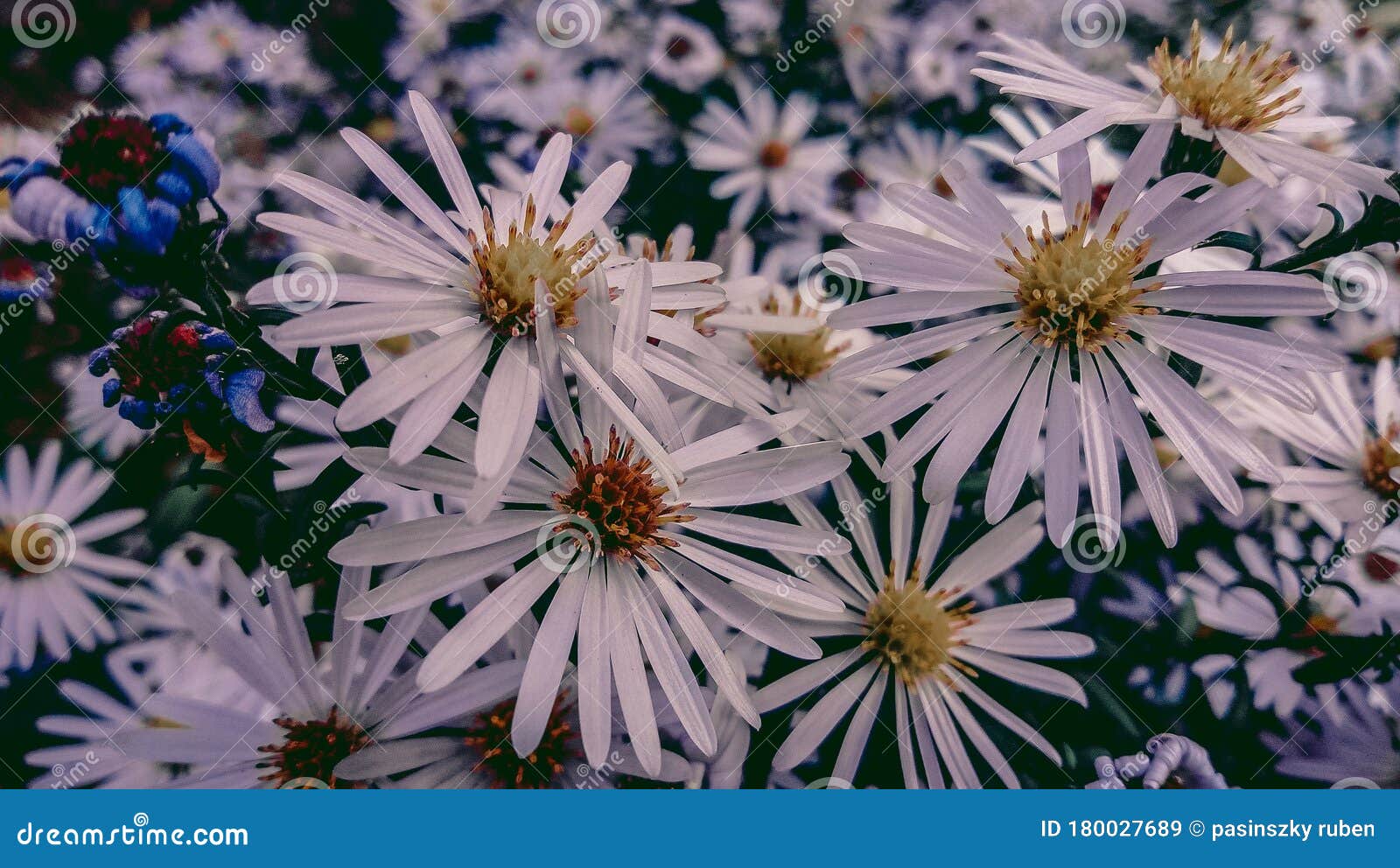 Beautious Early Spring White Flower Stock Afbeelding - Image of vroeg ...