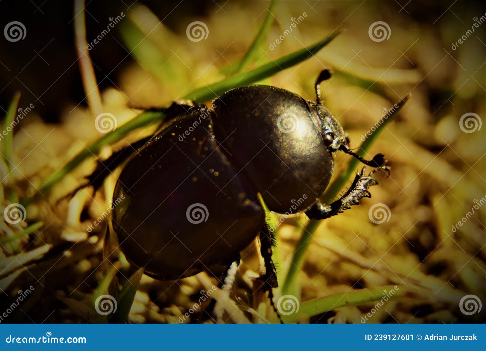 Beautiul Large Black Shiny Beetle Climbing in the Grass Stock Image ...