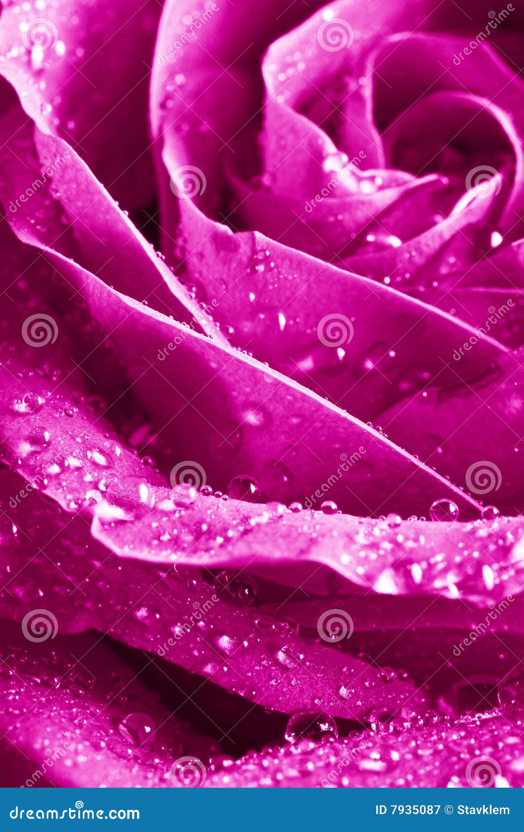 Beautiul violet pink rose stock image. Image of passion - 7935087