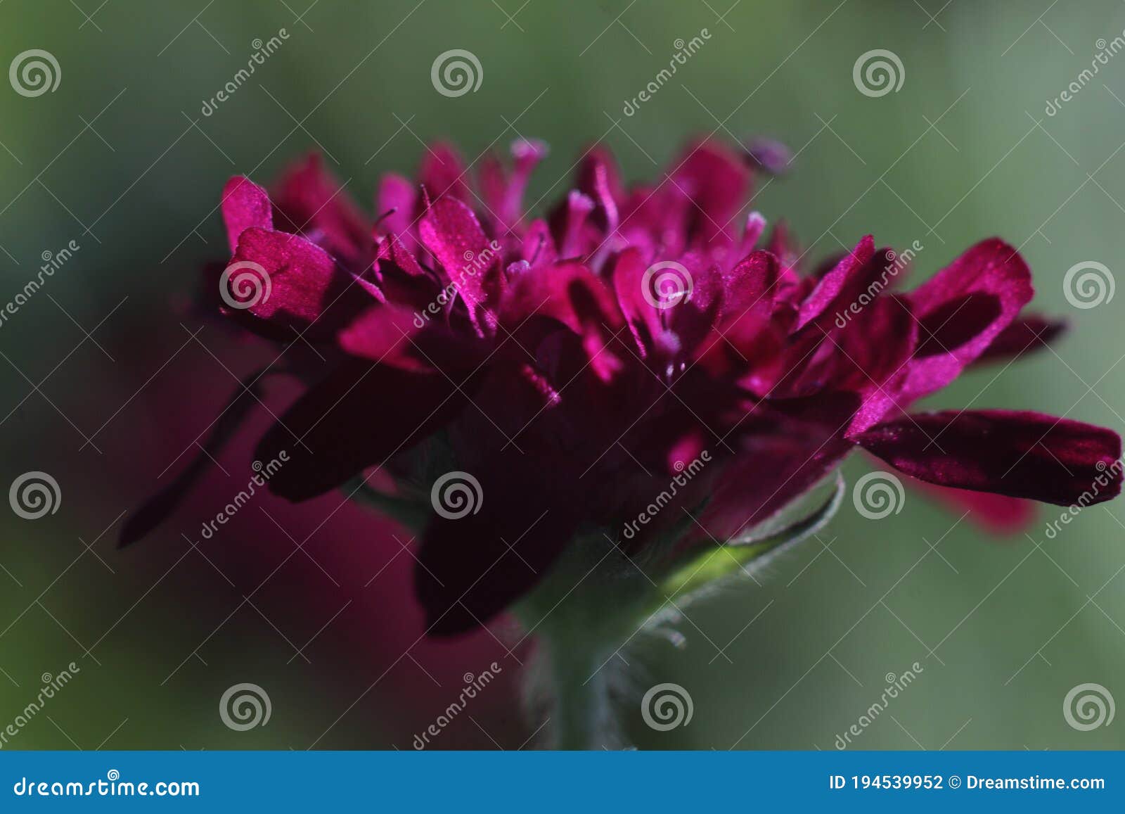 Singled Out Royalty-Free Stock Photography | CartoonDealer.com #46594451