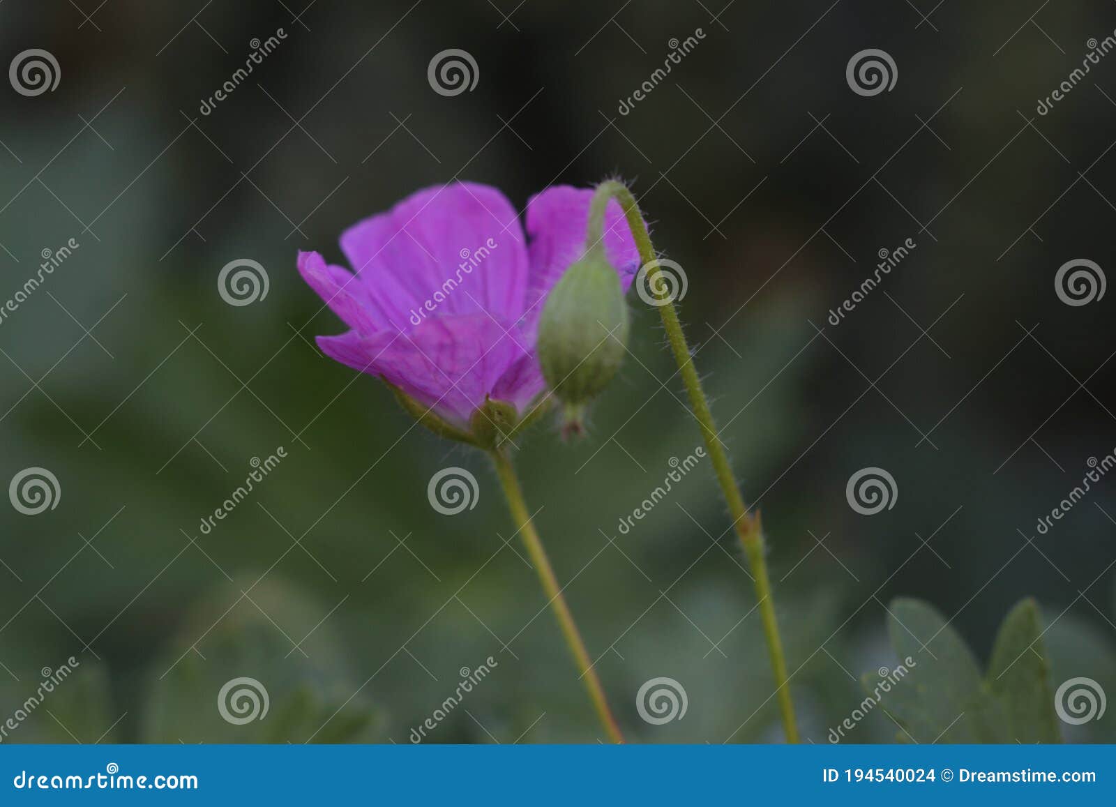 Singled Out Royalty-Free Stock Photography | CartoonDealer.com #46594451