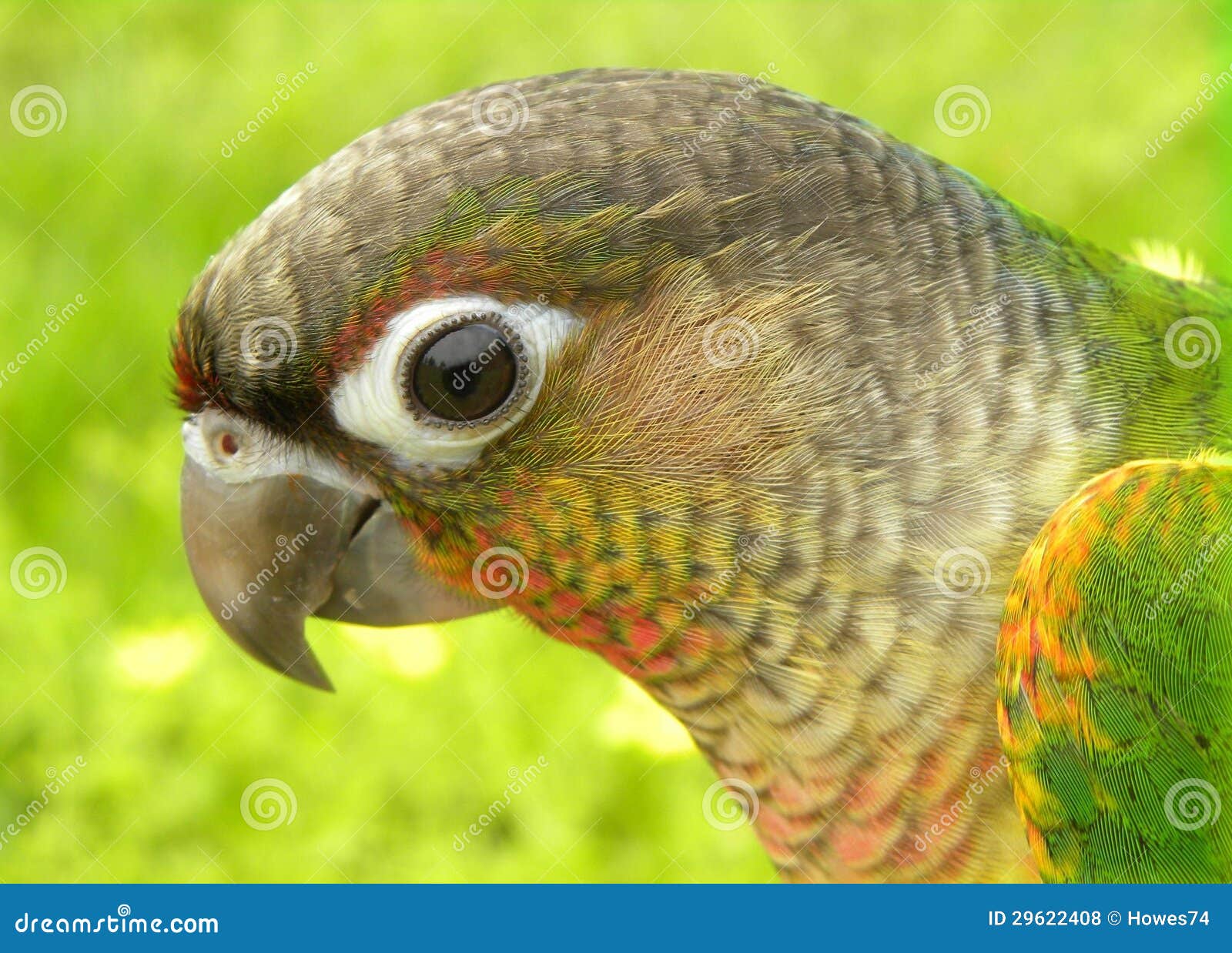 Beautul green cheek conure stock photo. Image of eyes - 29622408