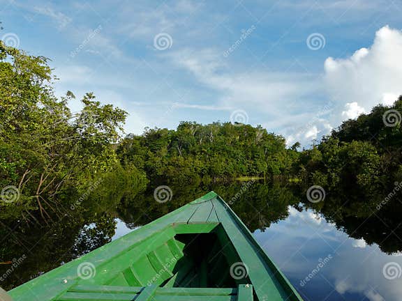 Beauty of Amazon stock image. Image of amazon, conservation - 16843517