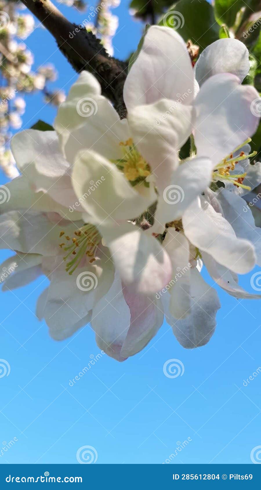 Beauty of Apple Tree. Pure Love Stock Photo - Image of apple, pure ...