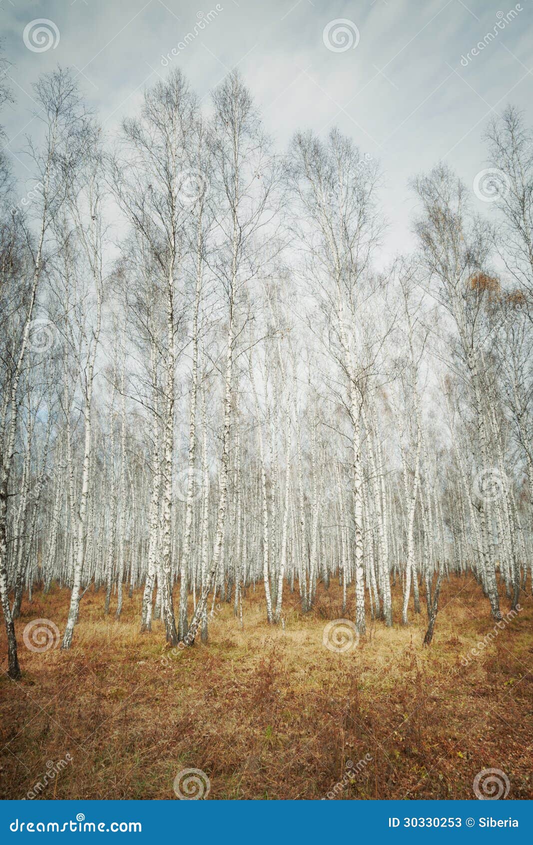 Beauty autumn birch forest stock image. Image of fall - 30330253