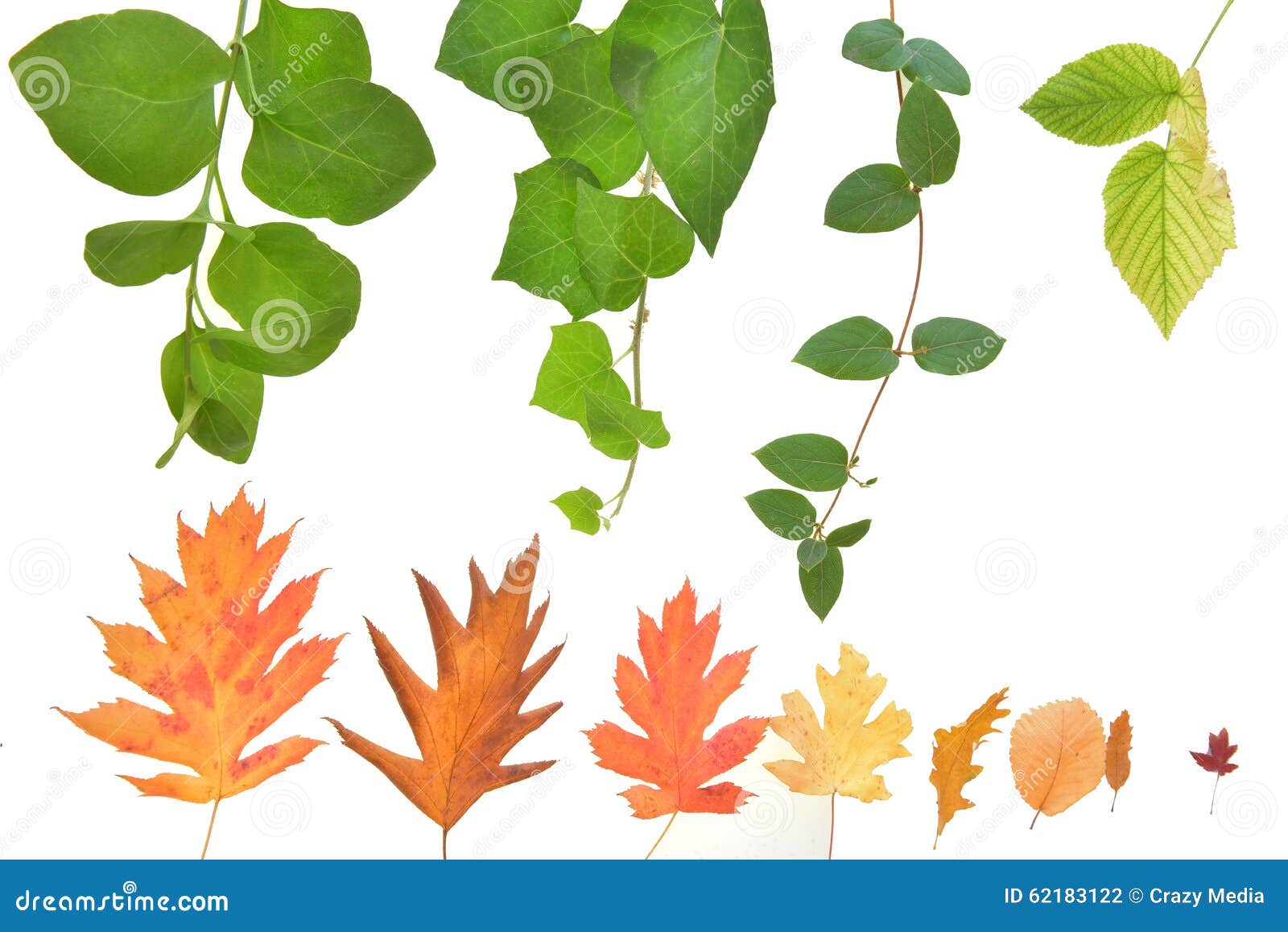 The Beauty of Autumn Leaves Stock Photo - Image of fall, seasonal: 62183122