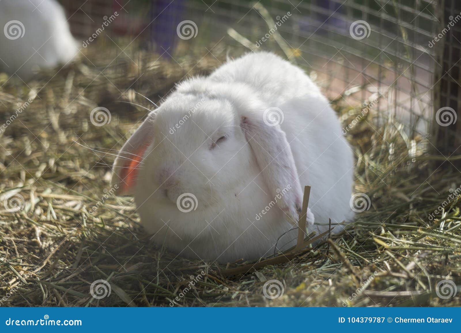 Beauty baby white rabbit stock image. Image of girl - 104379787