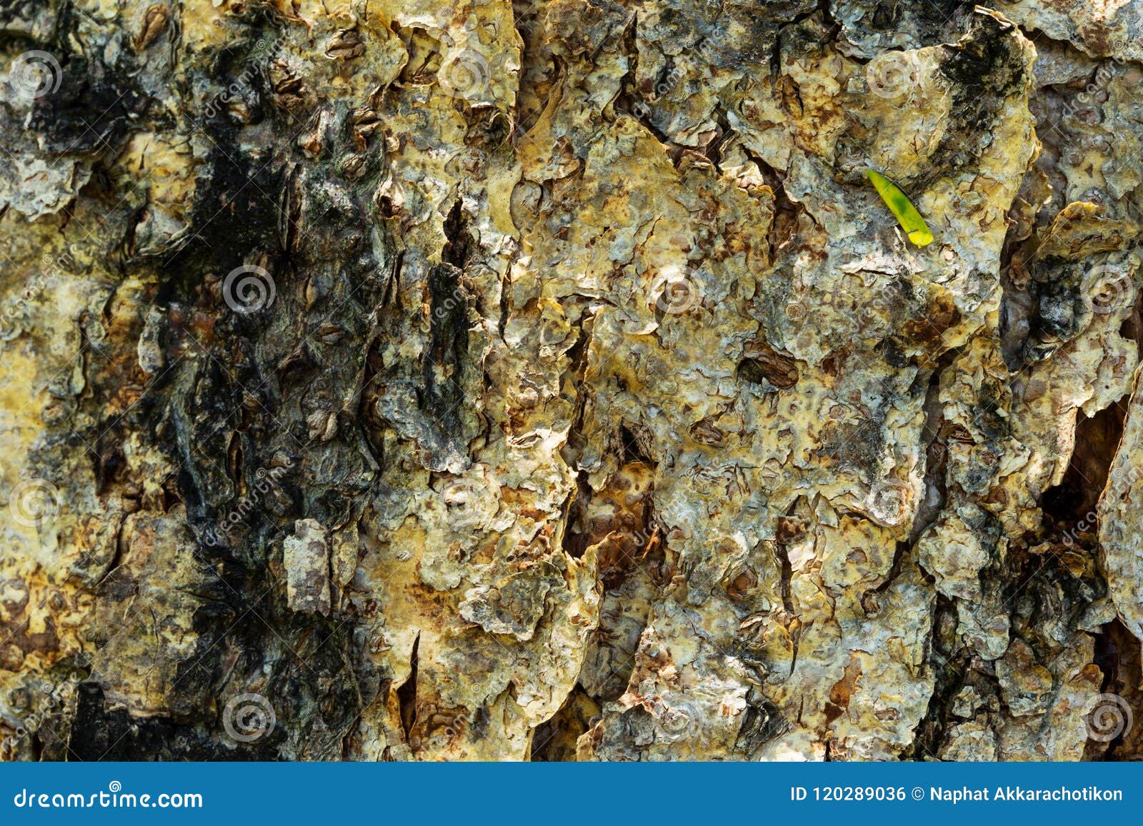 Beautiful tree bark stock photo. Image of treebark, naturebackgrounds ...