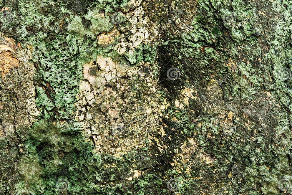 Beautiful tree bark stock photo. Image of nature, backgrounds - 120289904