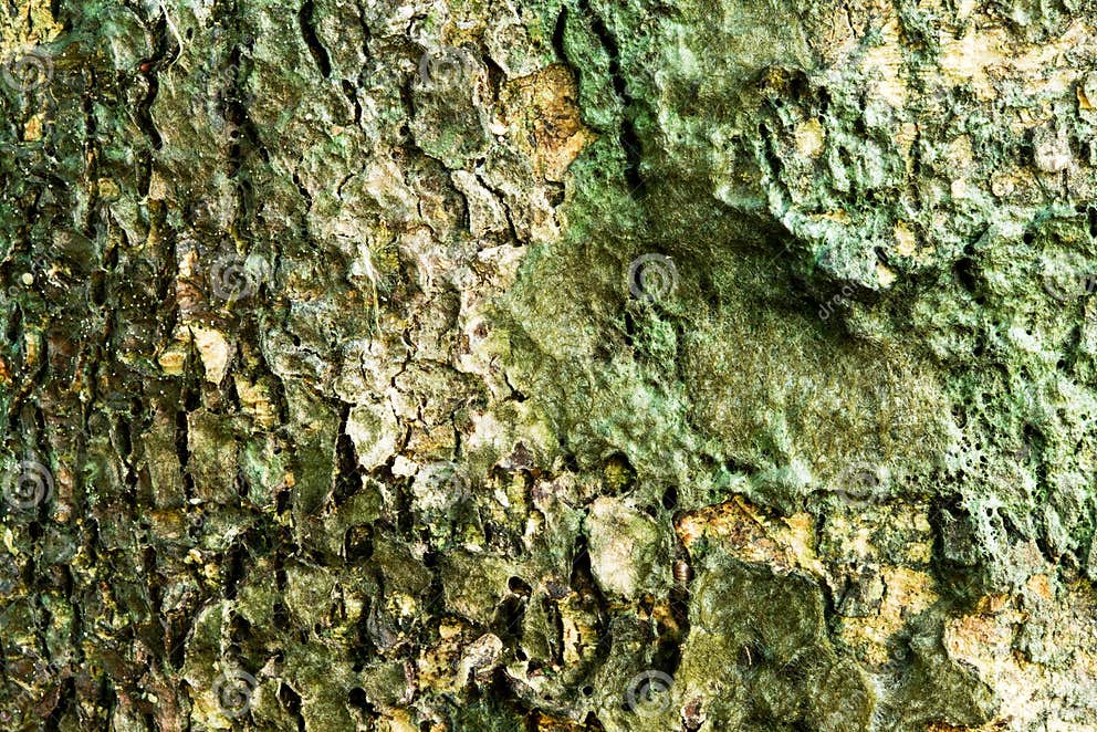Beautiful tree bark stock photo. Image of bark, pattern - 120290030