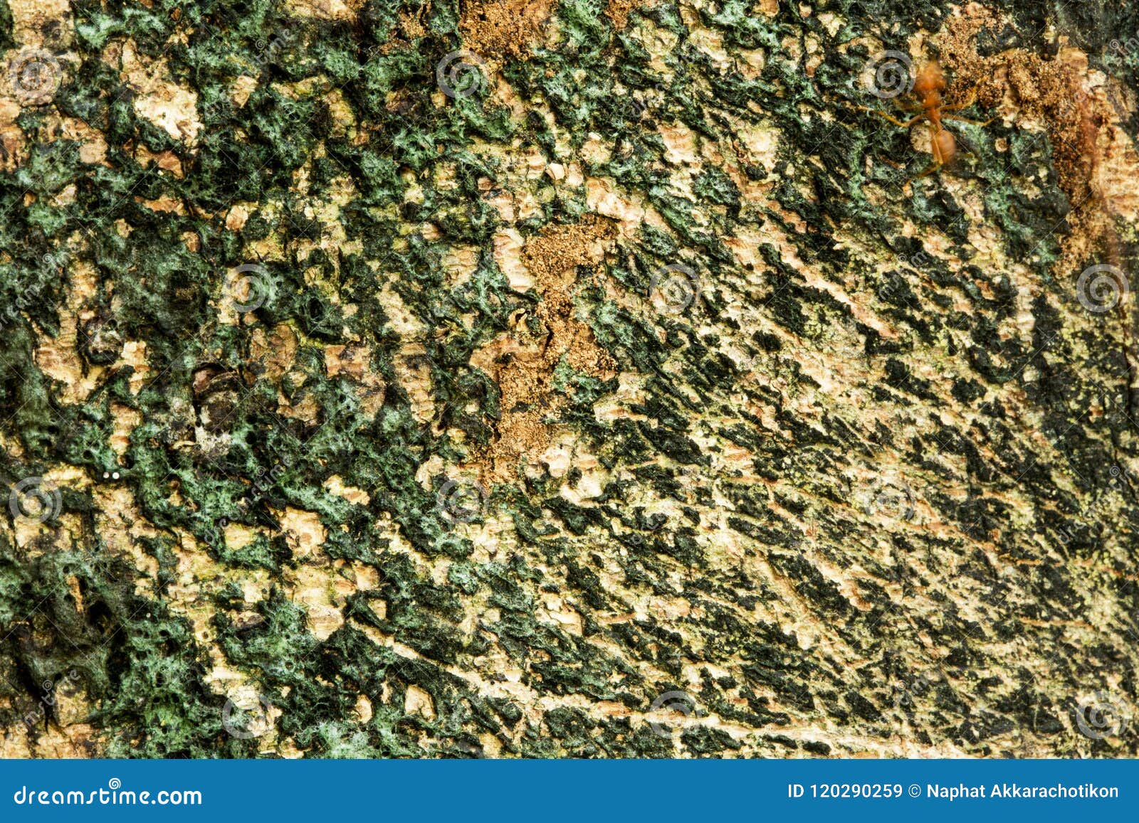 Beautiful tree bark stock image. Image of bark, nature - 120290259